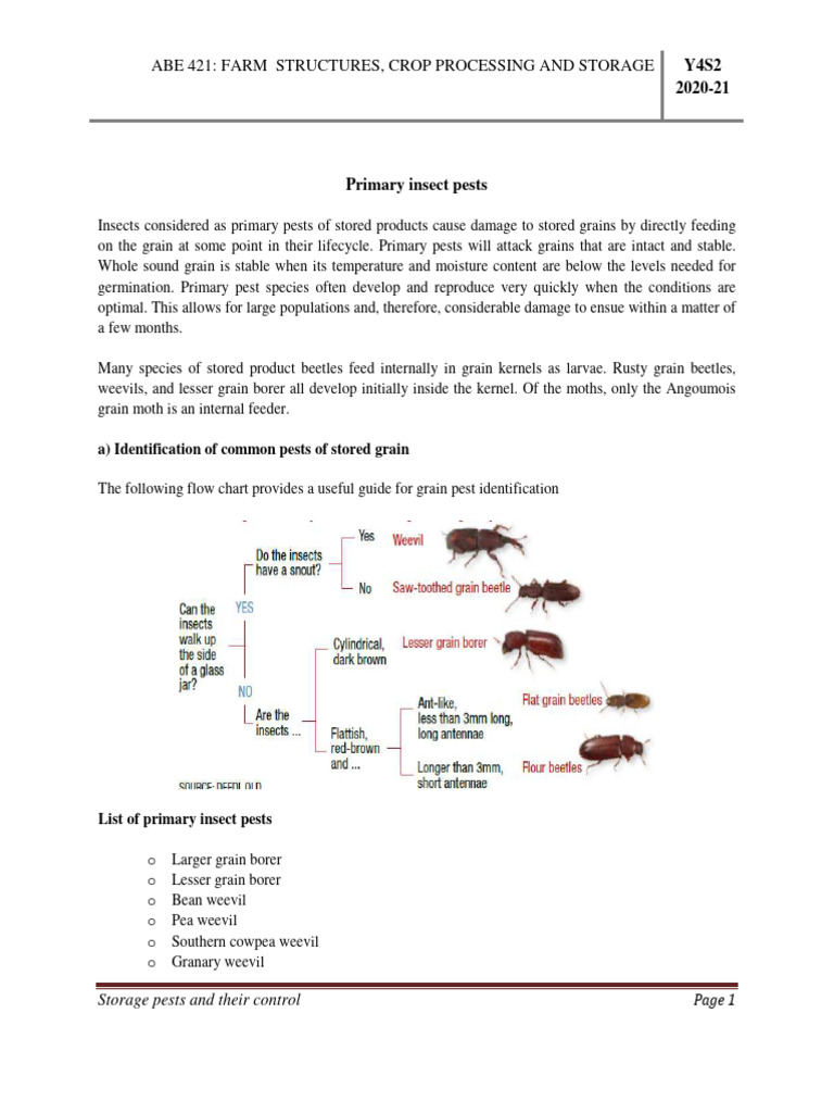 Identifying Stored Grain Pests | PDF | Pest (Organism) | Beetle
