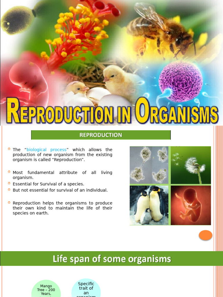 Reproduction in Organisms | PDF | Grafting | Reproduction