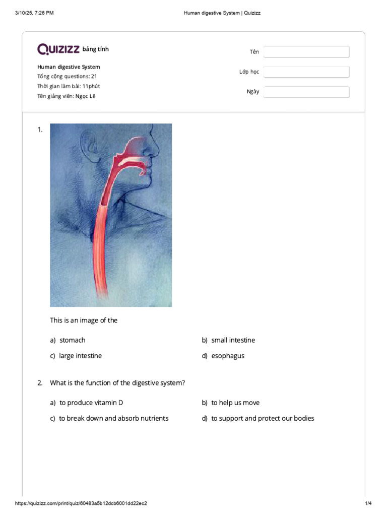 Human Digestive System Quiz | PDF | Human Digestive System | Digestion