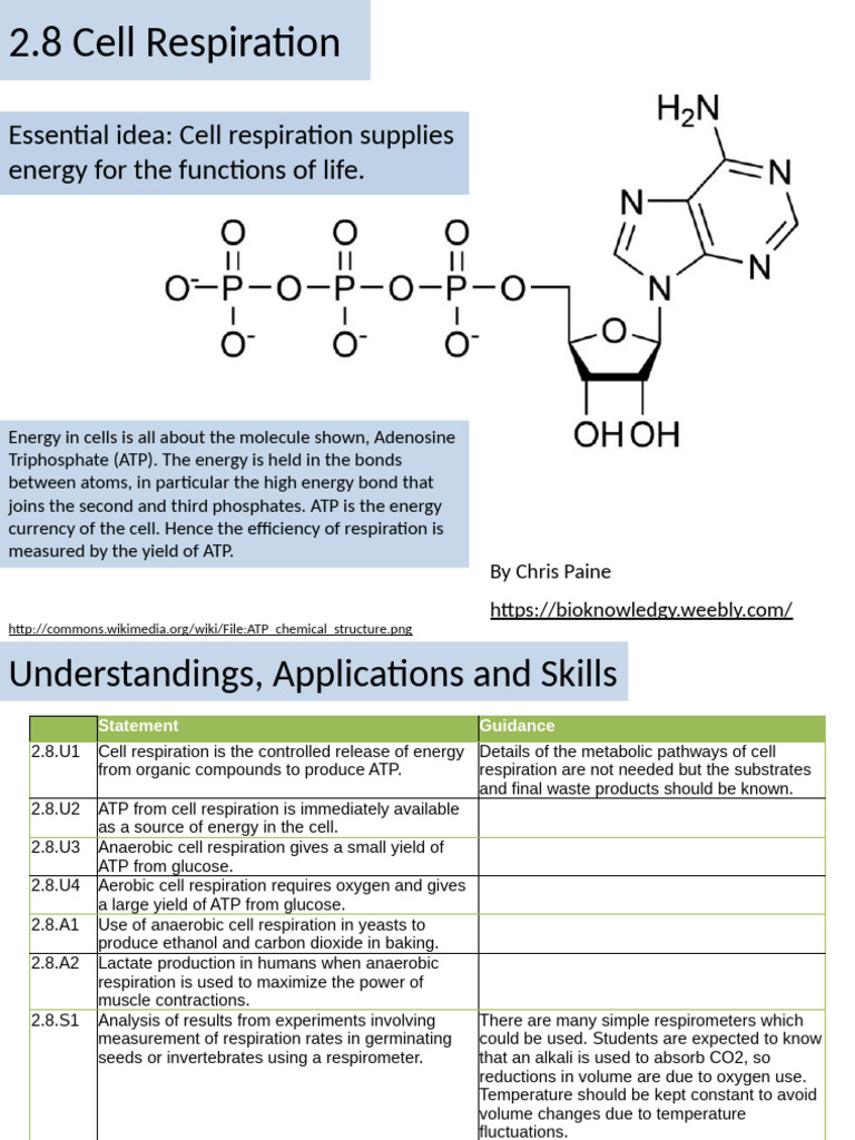 Understanding Cell Respiration and ATP | PDF | Cellular Respiration ...