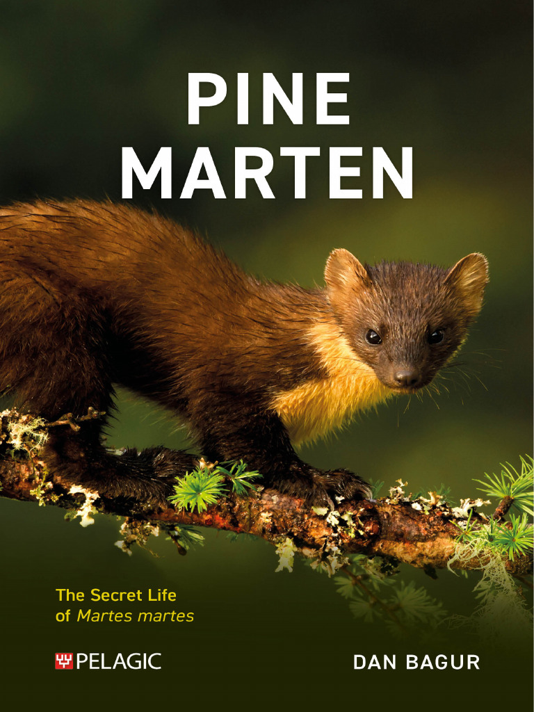 Pine Marten - Contents and Sample Chapter | PDF | Fur | Senses