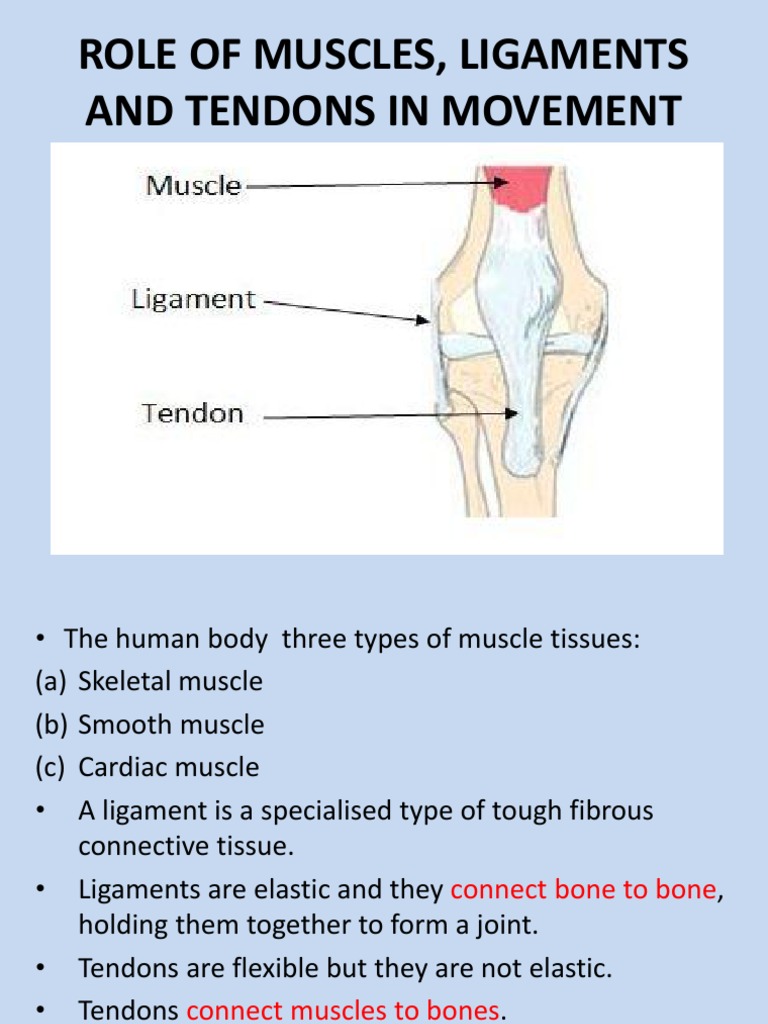 Locomotion and Support | PDF | Tissue (Biology) | Human Anatomy