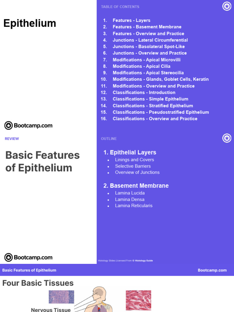 Basic Features of Epithelial Tissue | PDF | Epithelium | Cytoskeleton