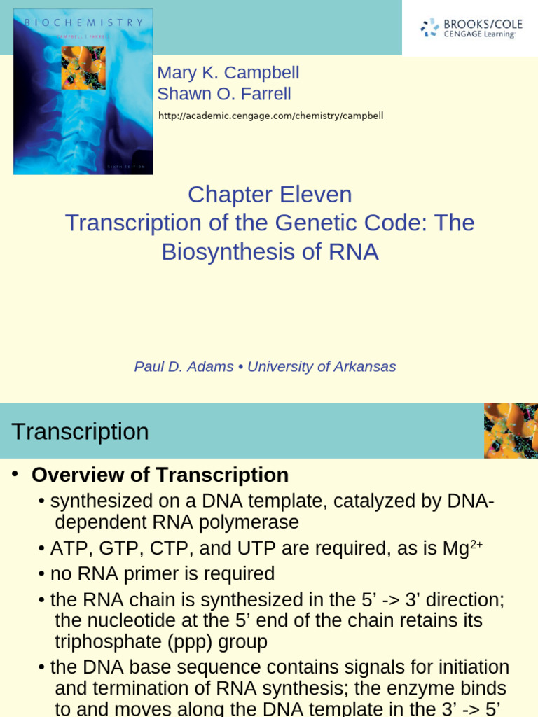 Campbell6e Lecture Ch11 | PDF | Operon | Repressor