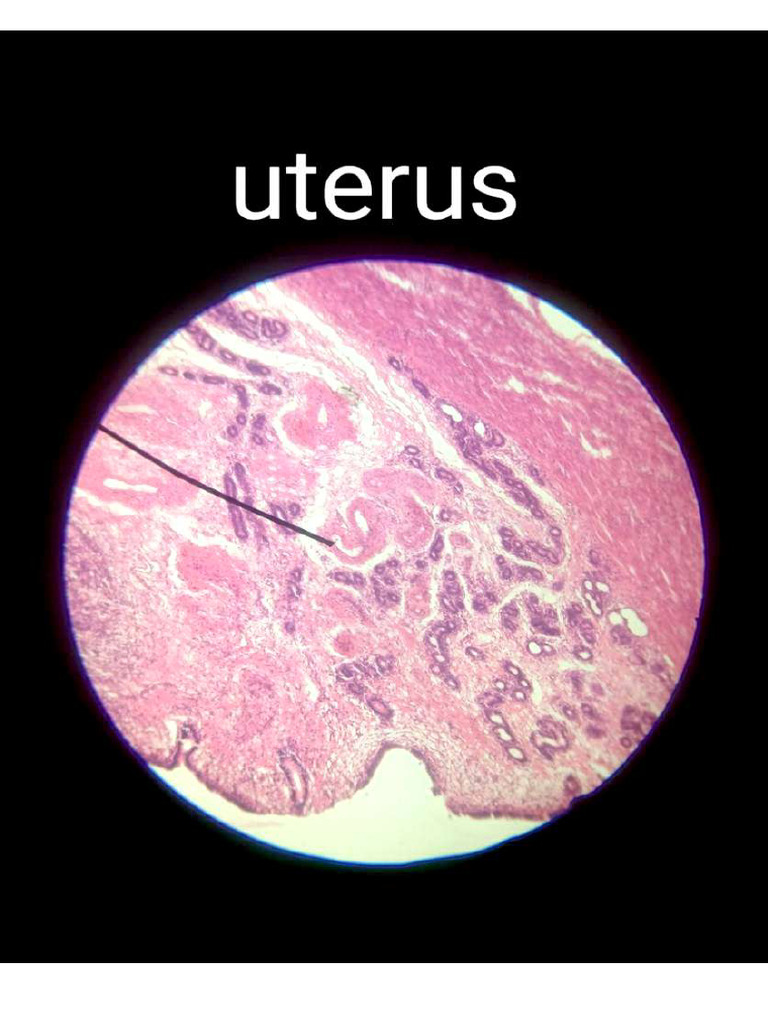 Histology Slide | PDF