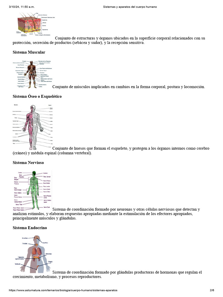 Sistemas y aparatos del cuerpo humano | PDF | Especialidades Medicas ...