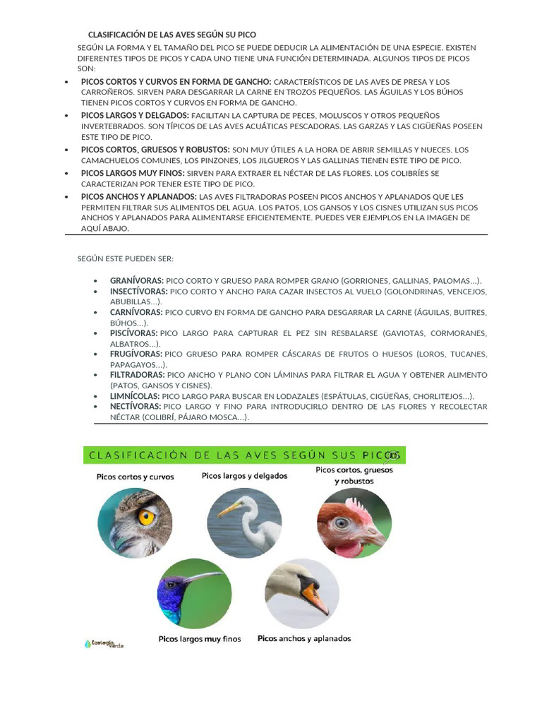 Tipos de picos de aves y su función | PDF