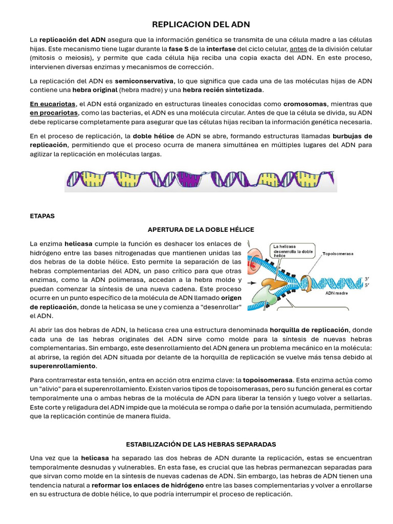 REPLICACION DEL ADN Y CICLO CELULAR | PDF | Mitosis | Mitosis