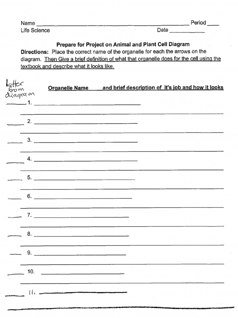 Prepare For Project On Cell Analogies | PDF