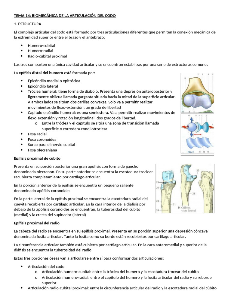 Tema 14 | PDF | Codo | Anatomía humana