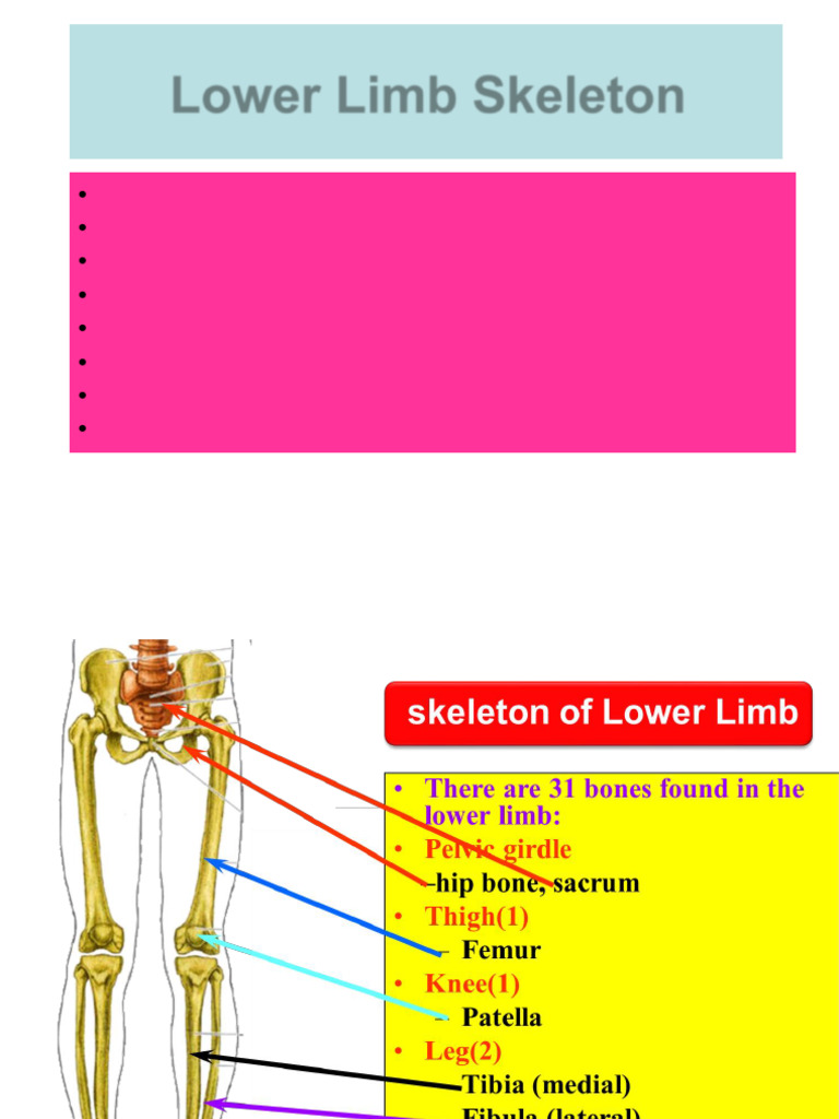 Anatomy of the Lower Limb Skeleton | PDF | Human Anatomy | Skeletal System
