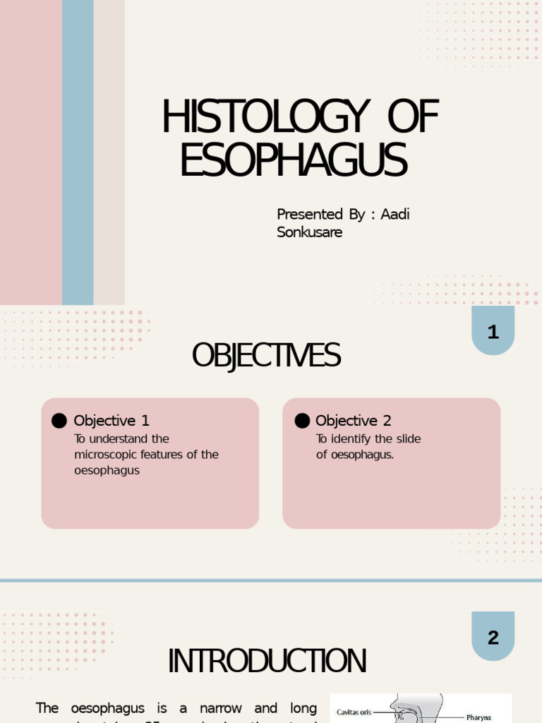 Esophagus Histology Overview and Features | PDF | Esophagus | Epithelium