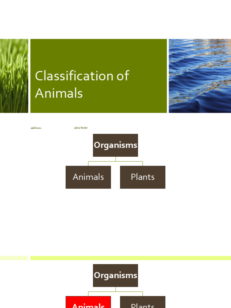 2 Classification of Animals | PDF | Amphibian | Invertebrate