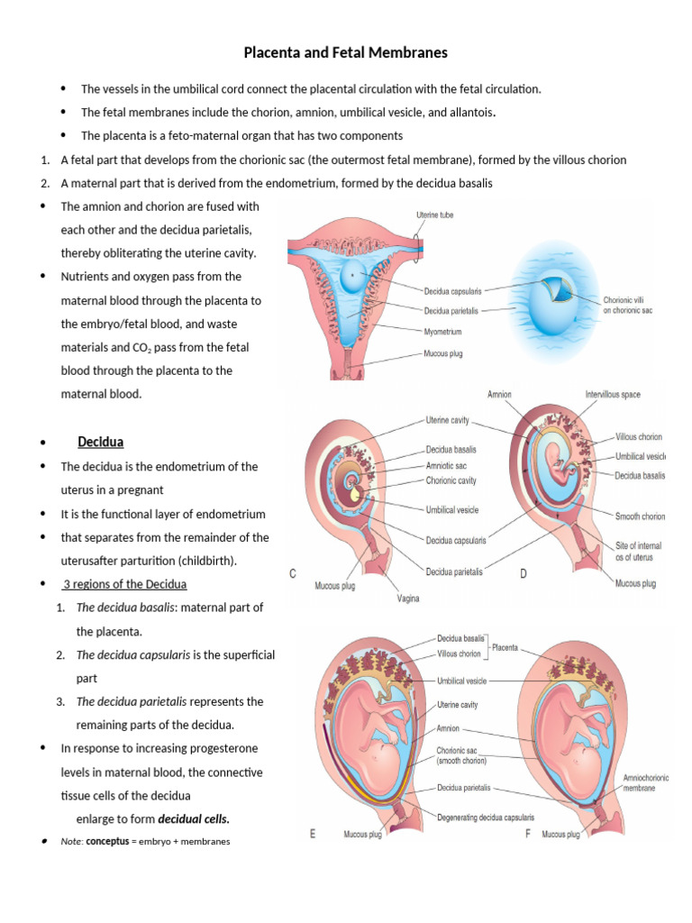 Placenta and Fetal Membranes Overview | PDF | Placenta | Fetus