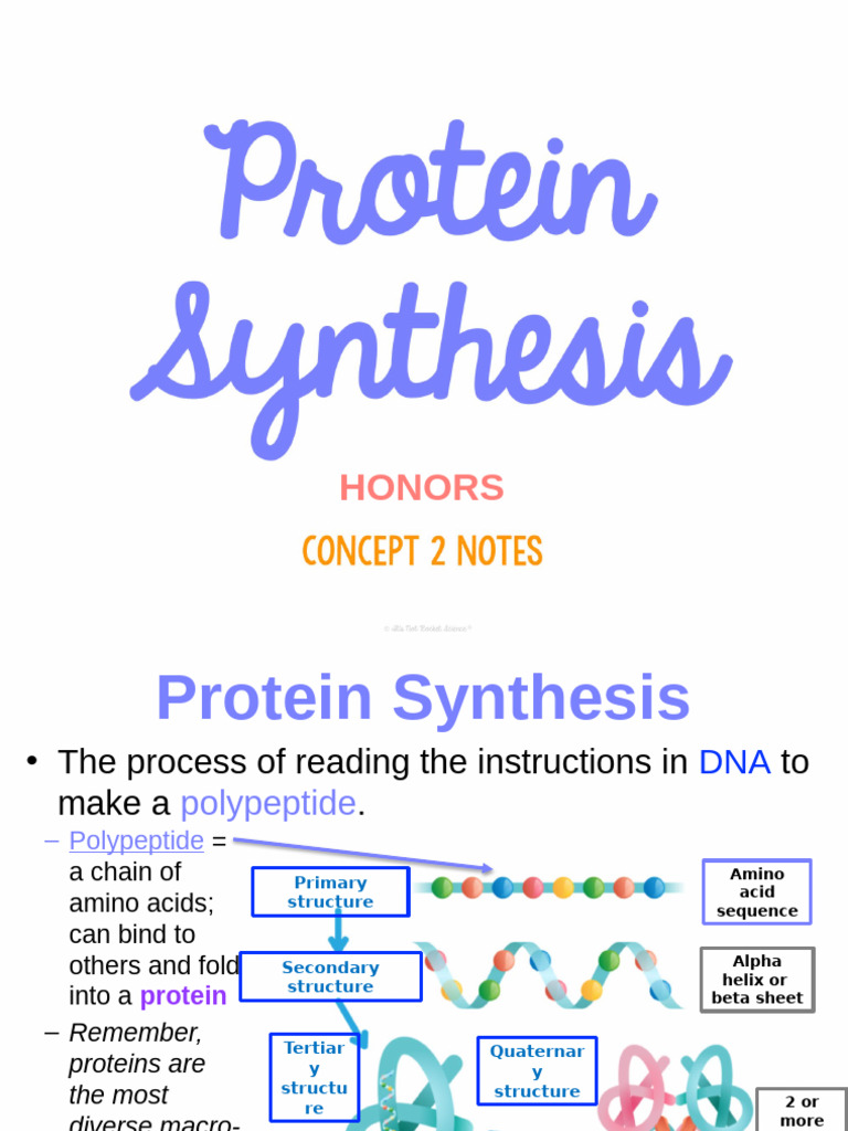 Honors Concept 2 Notes - Protein Synthesis | PDF | Messenger Rna ...