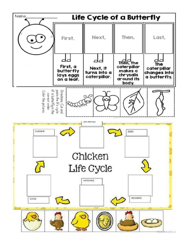 Animals life cycles (1) | PDF