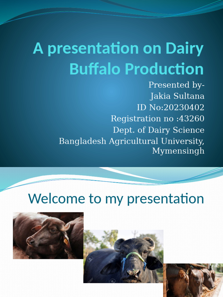 Dairy Buffalo Breeds Overview | PDF | Mammal Breeds | Livestock