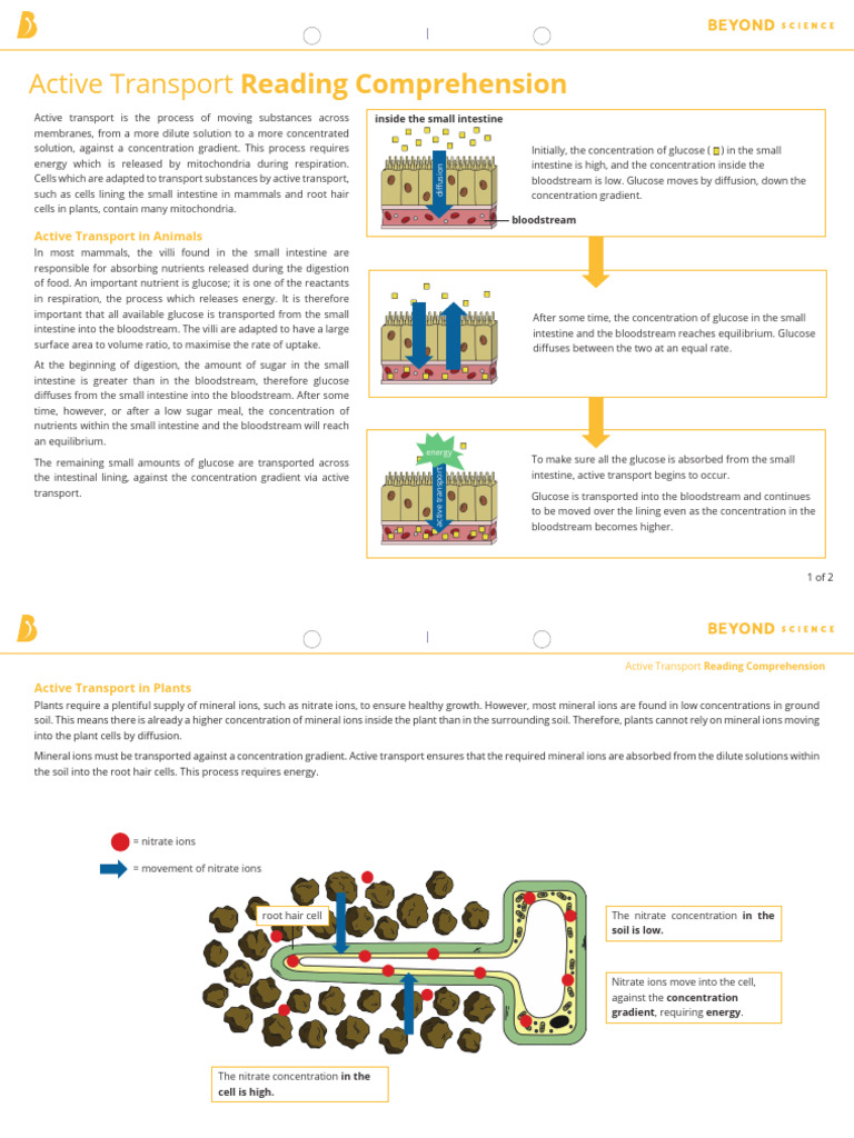 Active Transport in Cells Explained | PDF | Biology