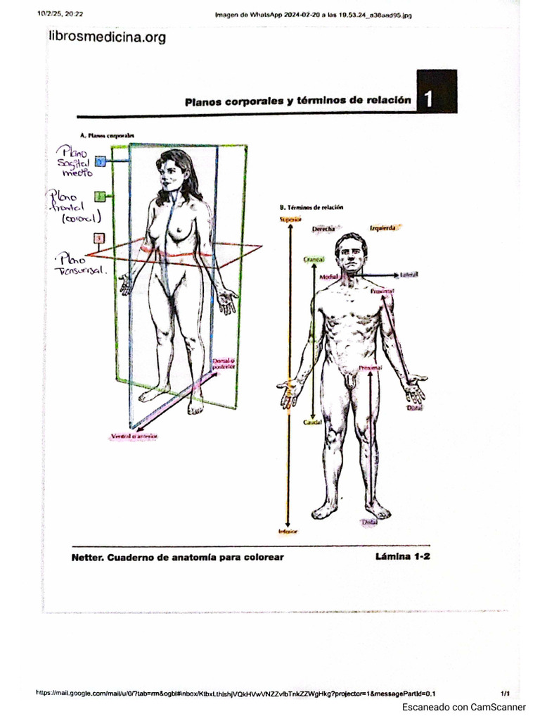 Tarea Planos y Ejes Anoatomicos | PDF