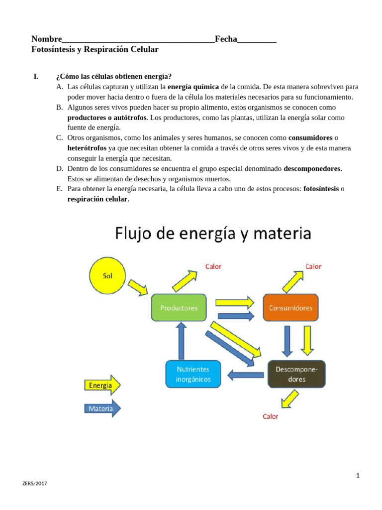 Fotosíntesis y Respiración Celular Explicadas | PDF | Fotosíntesis ...