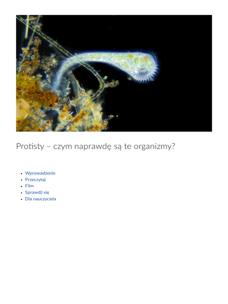 Protisty - Czym Naprawde Sa Te Organizmy | PDF