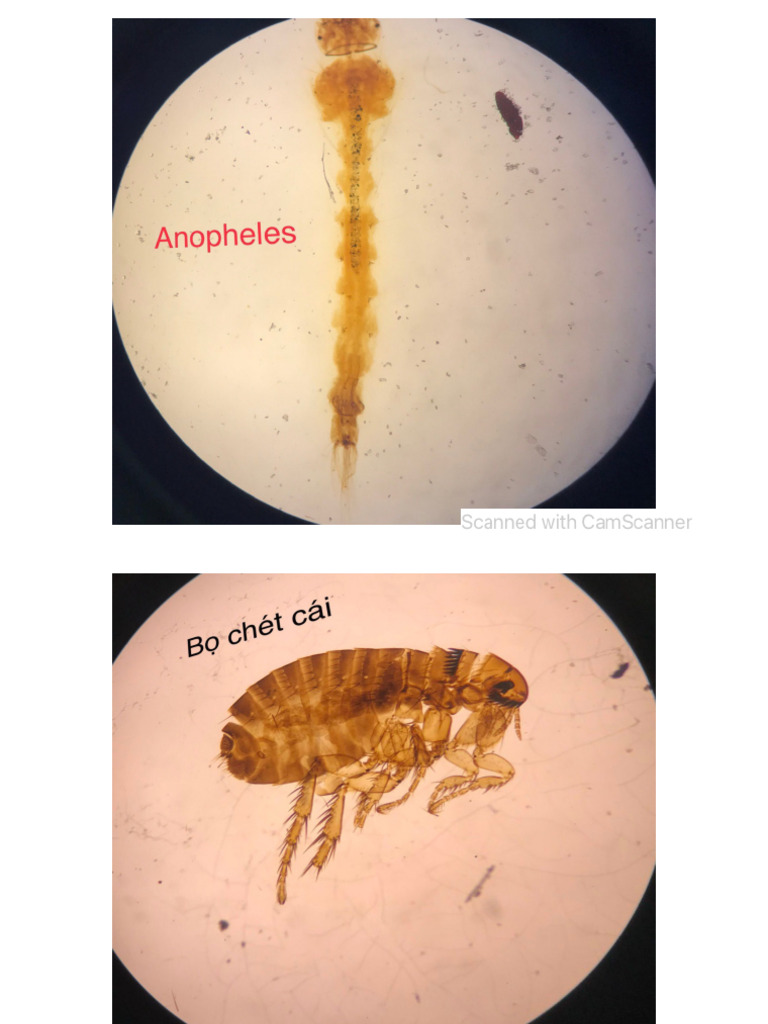 KST TH C Hành | PDF