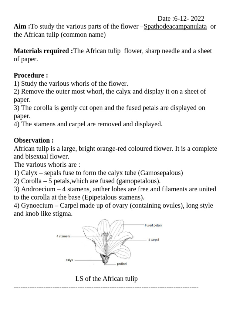 Hibiscus Flower Dissection Guide | PDF