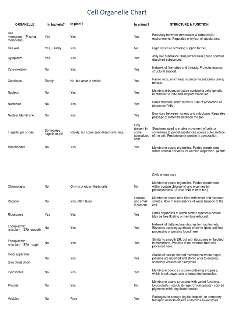 Cell Organelle Chart | PDF | Cell Membrane | Endoplasmic Reticulum