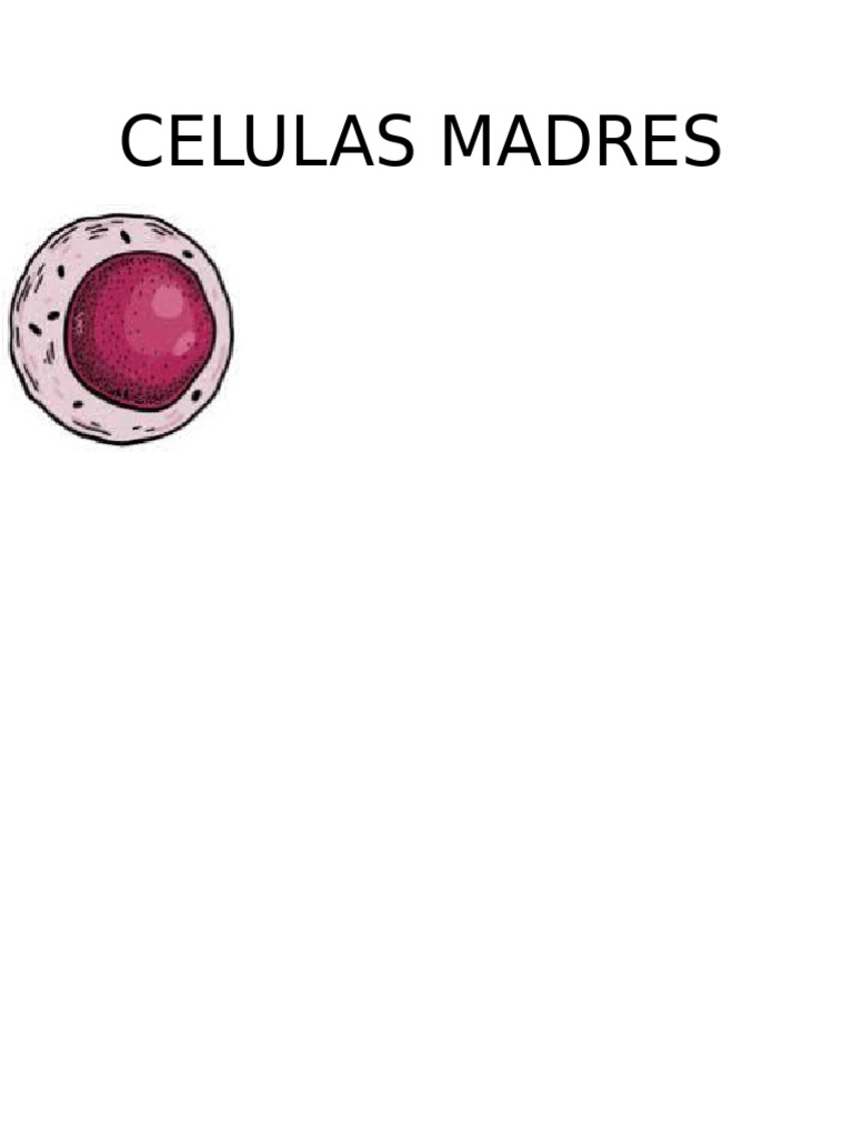 Células Madre: Tipos y Aplicaciones | PDF