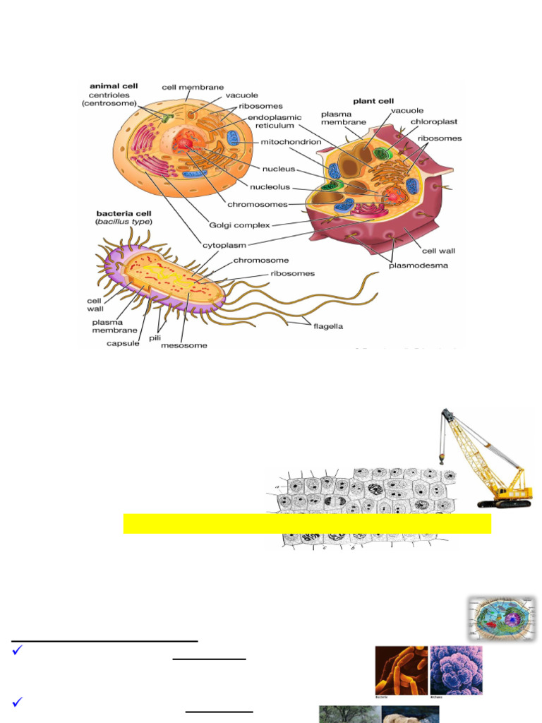 Understanding Cell Structure and Function | PDF | Meiosis | Cell (Biology)