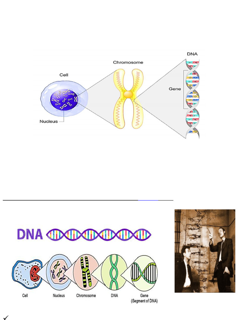 Lecture 4 (Introduction To Genetics) | PDF | Nucleic Acids | Nucleotides