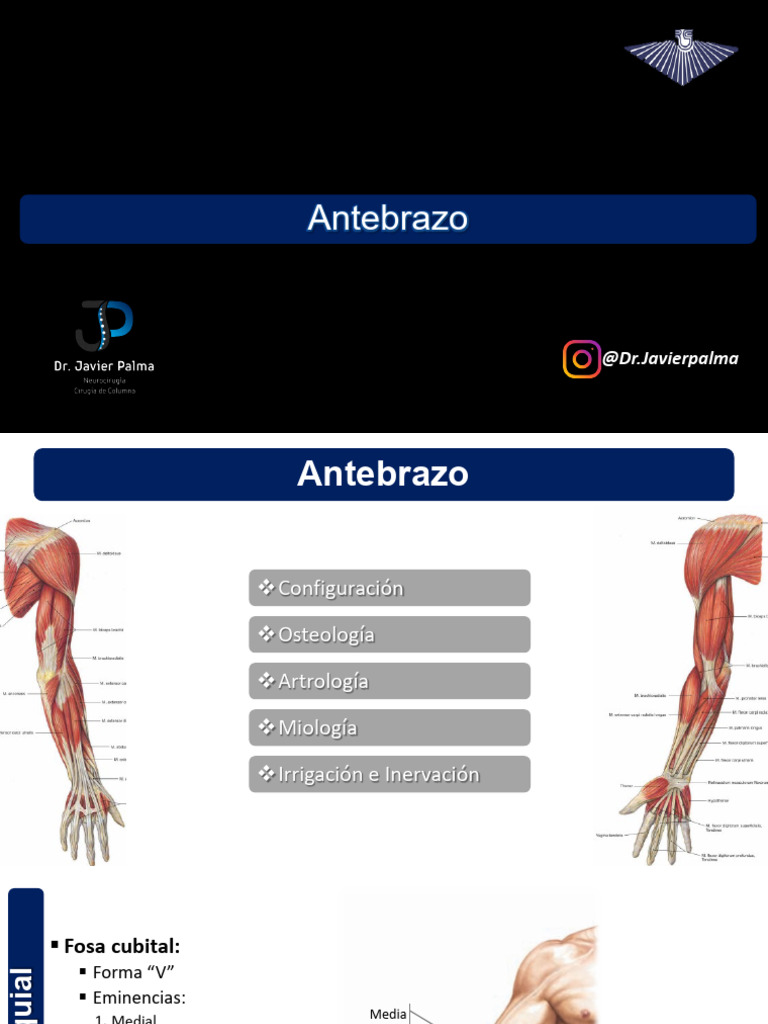 Anatomía del Antebrazo: Estructuras Clave | PDF | Neuroanatomía ...