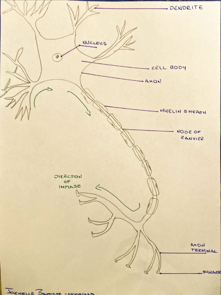 Labeled Neuron | PDF