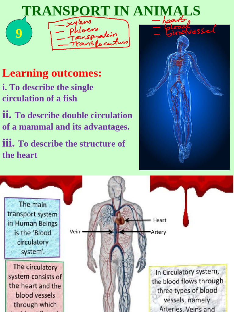 Transport in Animals | PDF | Heart Valve | Heart