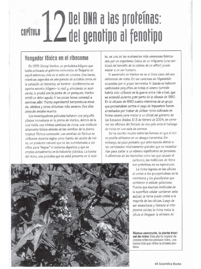 Clase 14 y 15 Purves - Cap - 12 - Transcripcion - y - Traduccion | PDF