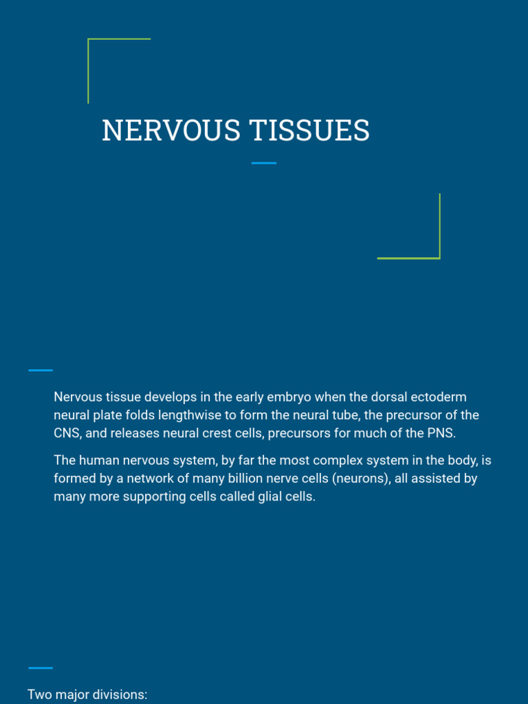 Lesson-07-Nervous-Tissue-1 | PDF | Neuron | Nervous System