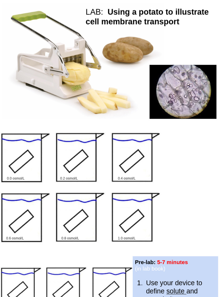 Potato Lab: Osmolarity and Transport | PDF