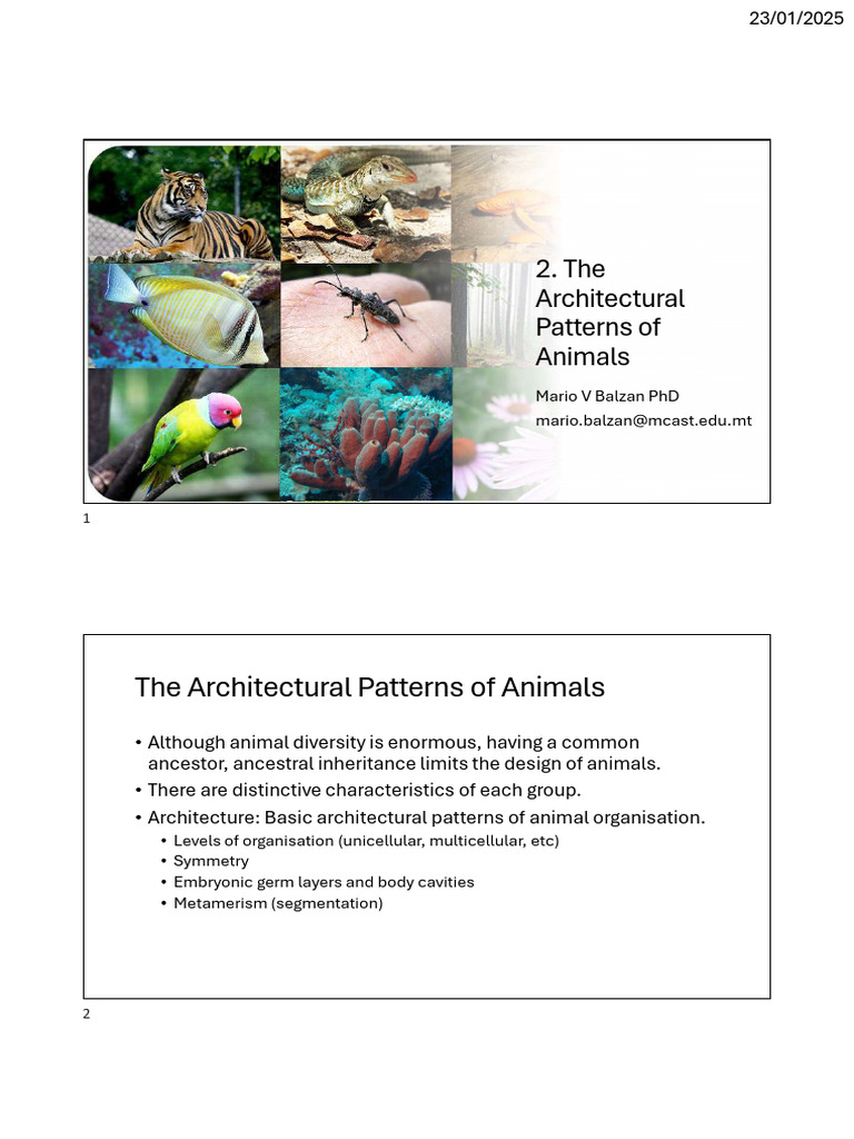Architecture of Animals | PDF | Anatomy | Zoology