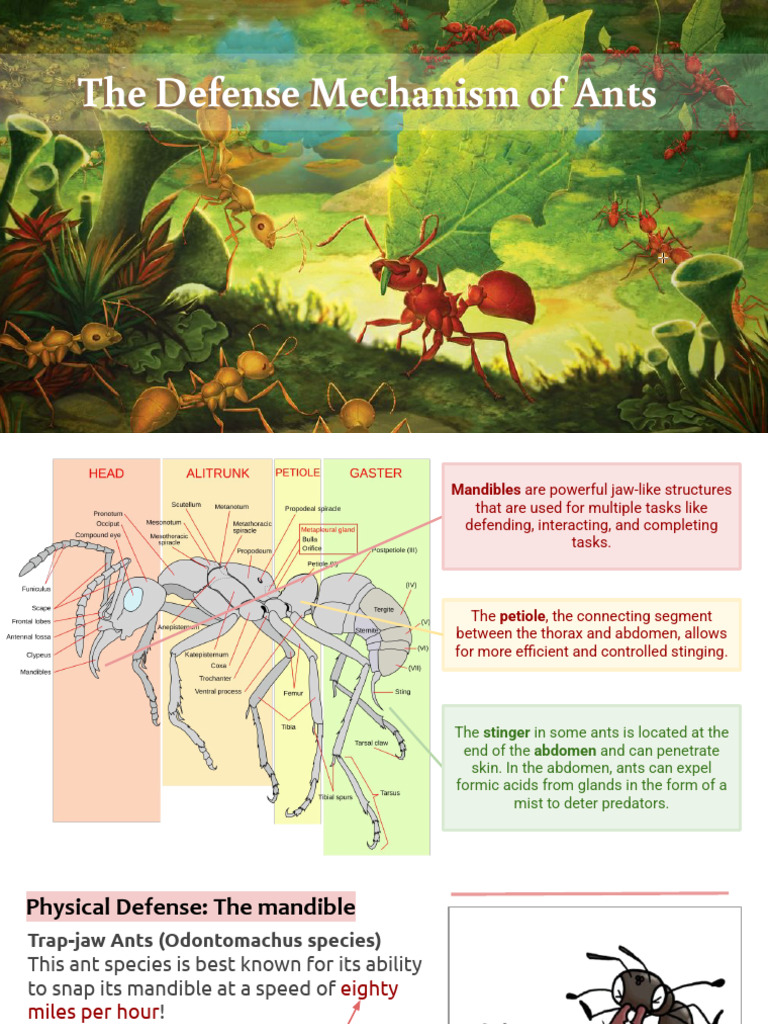 Speech Presentation | PDF | Ant | Apocrita
