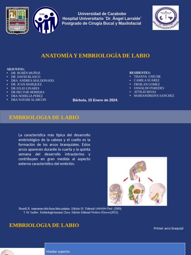 Anatomia y Fisiologia de Labio | PDF | Nariz humana | Cabeza y cuello ...