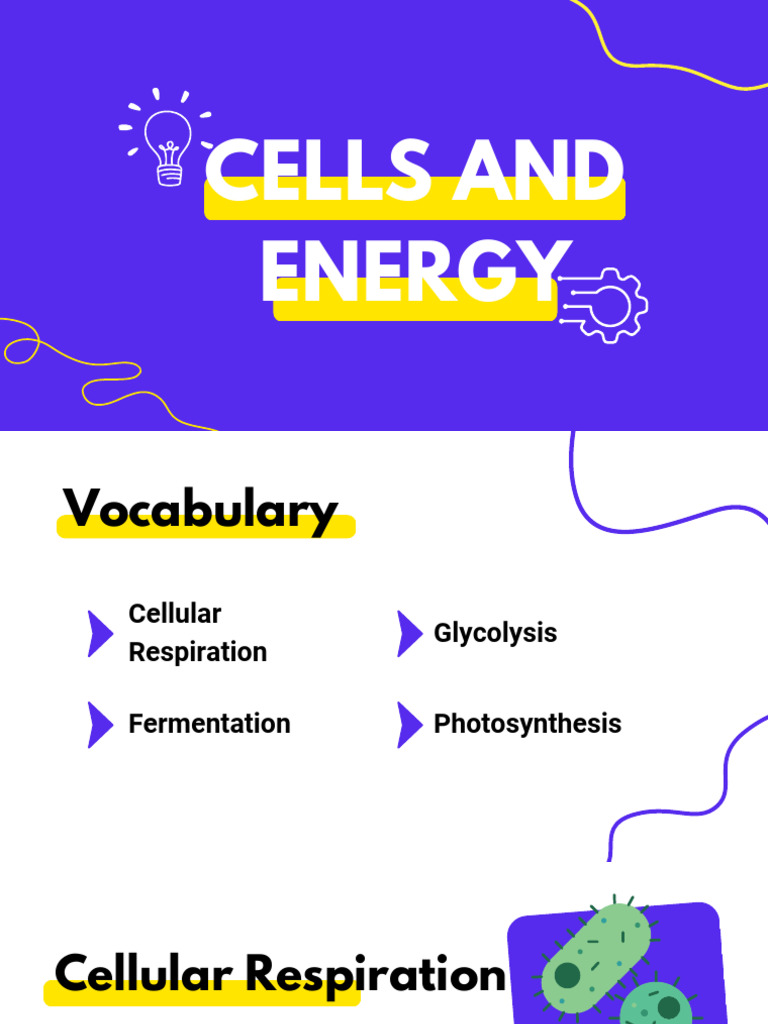 Cellular Respiration and Fermentation Guide | PDF | Cellular ...