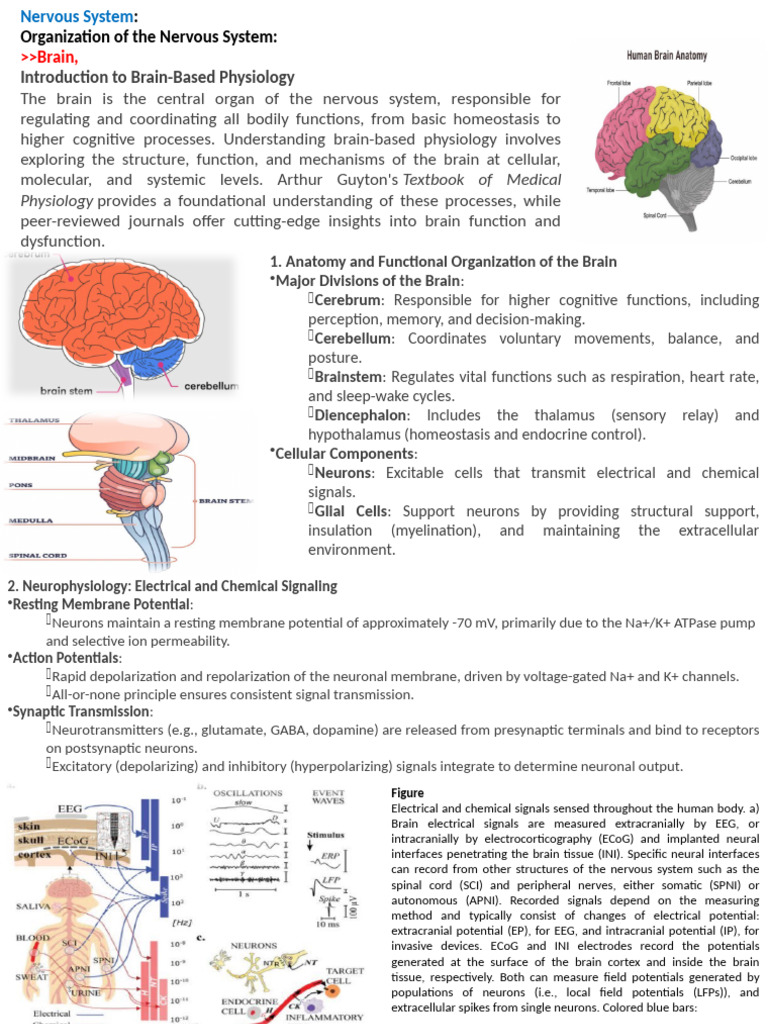 Presentation On Nervous System | PDF | Nervous System | Brain