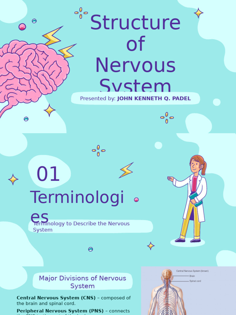 Nervous System Structure Overview | PDF | Nervous System | Central ...