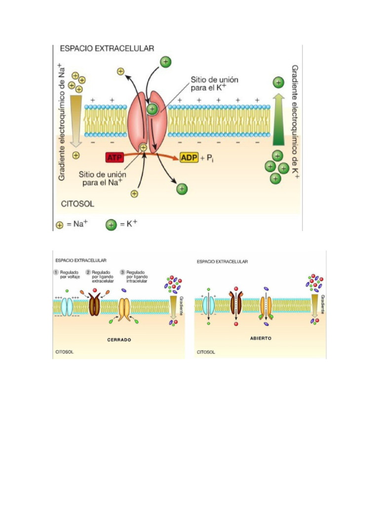 Membranas | PDF
