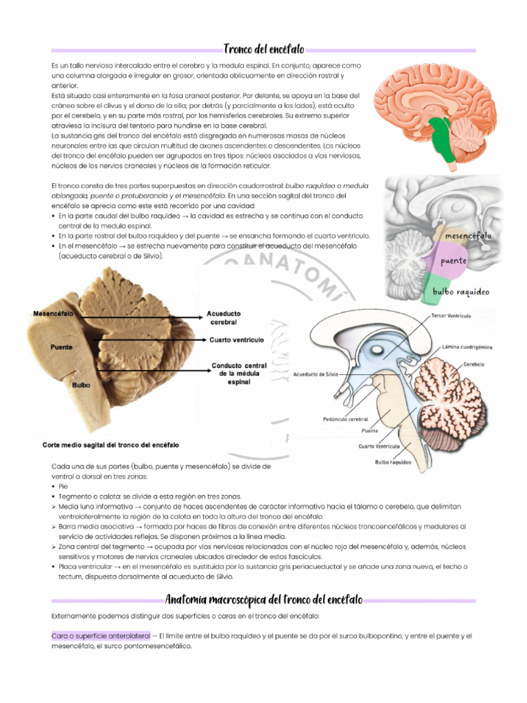 TP2 Neuro | PDF