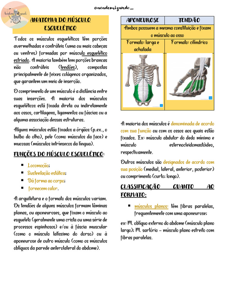Anatomia e Funções do Músculo Esquelético | PDF | Músculo | Nervo