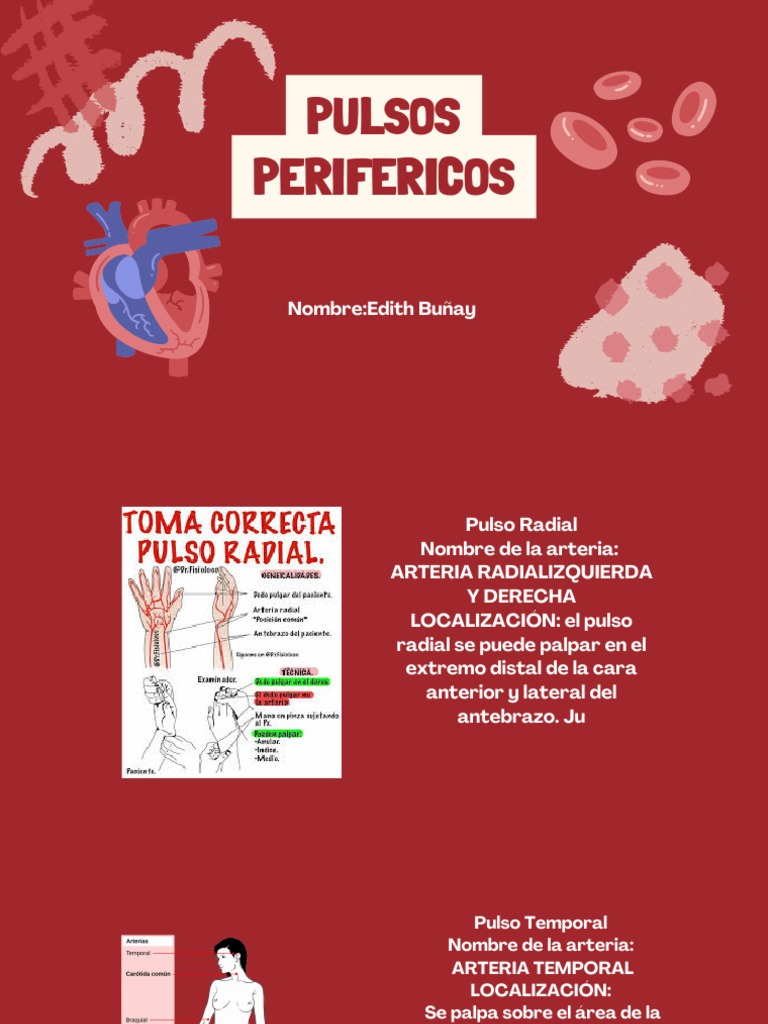 Pulsos Periféricos | PDF | Legumbres | Anatomía del miembro inferior