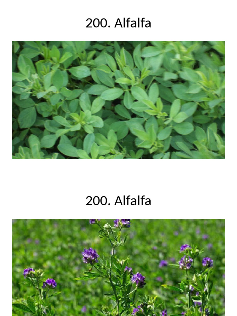 Crops ID Photos 200-220 2 | PDF