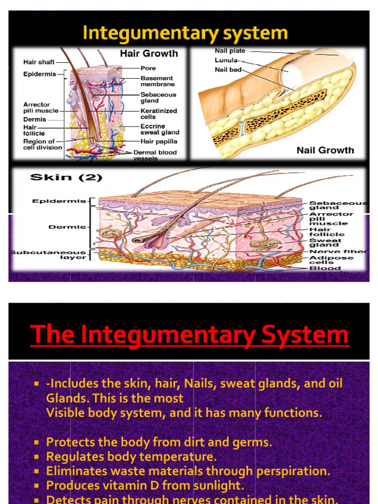 Integumentary System | PDF | Skin | Epidermis