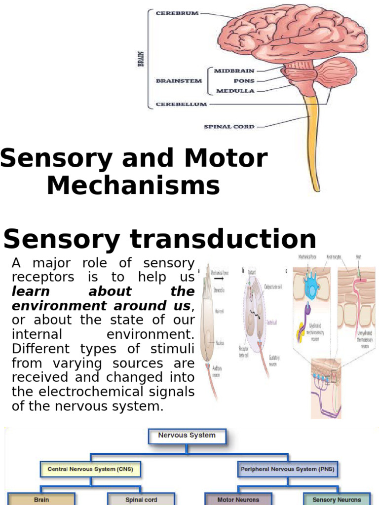 4.8 Sensory, Motor Andfeedback Mechanisms | PDF | Ear | Senses